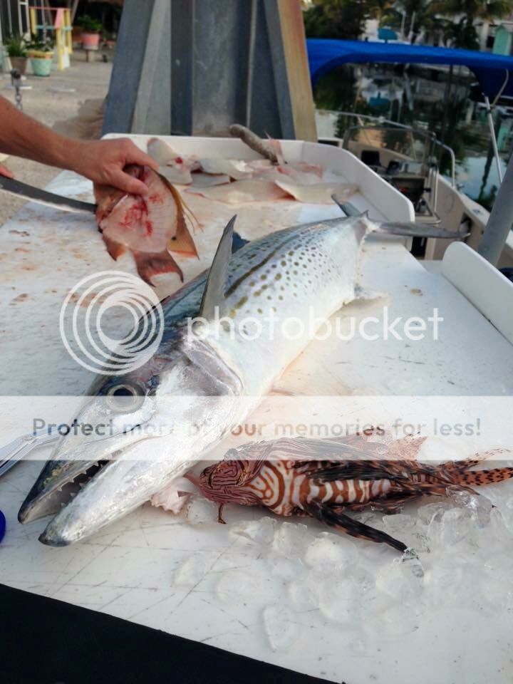 Glock 17 used to hunt Lionfish underwater > General Discussion > AR15.COM