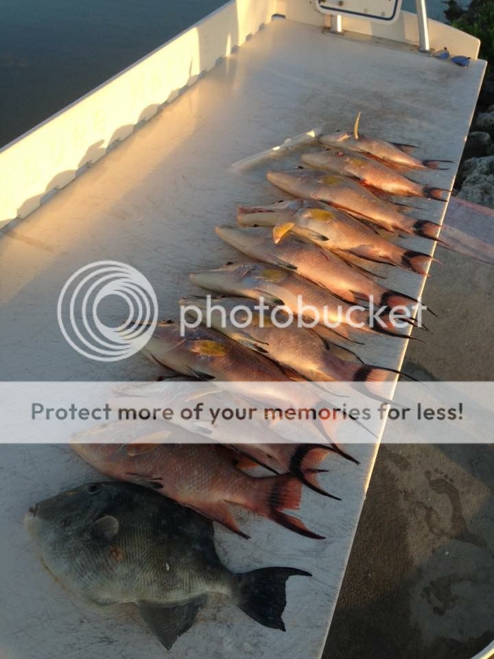 Glock 17 used to hunt Lionfish underwater > General Discussion > AR15.COM