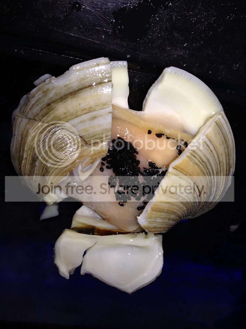 Clams Feeding Structure at Rebecca Skinner blog