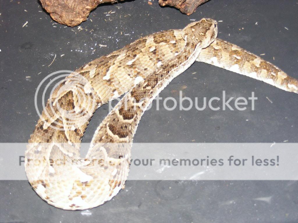 puff adders | Reptile Forums