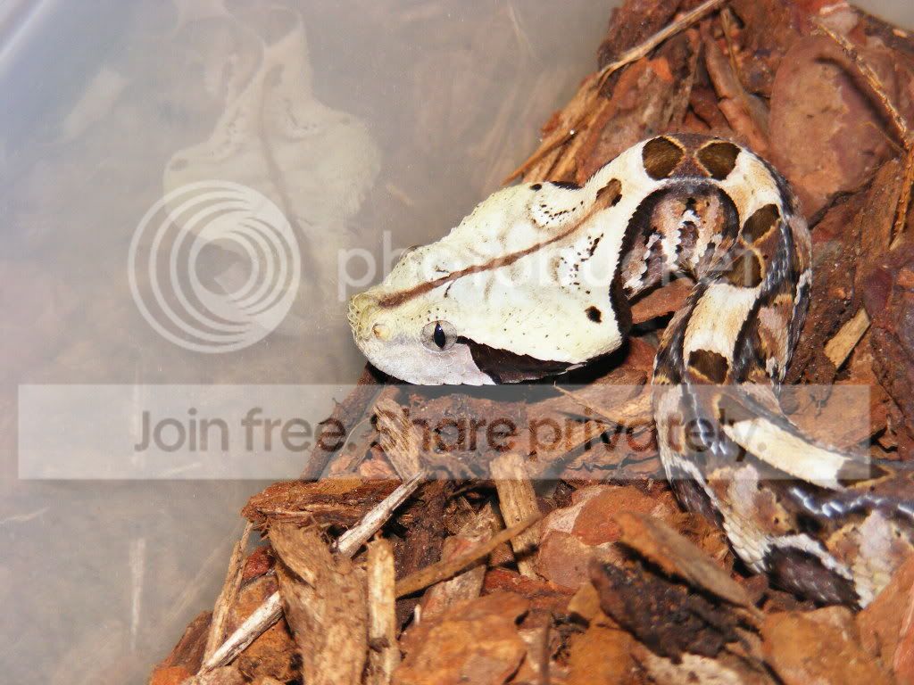 Bitis gabonica | Reptile Forums