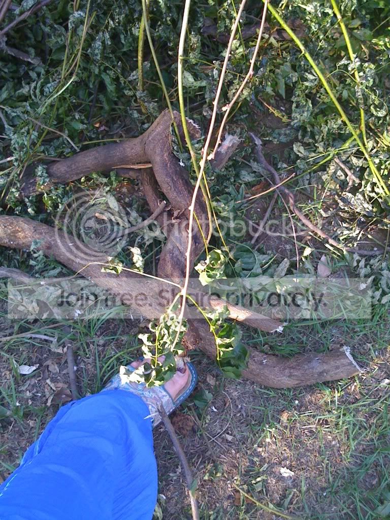 NEVER plant a wisteria and kill it when it starts growing!